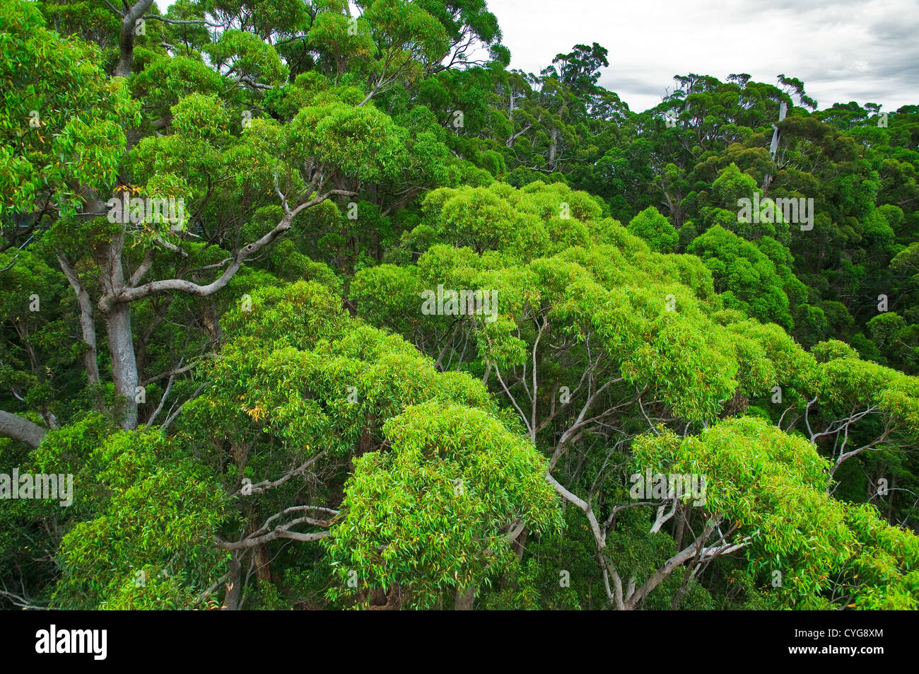 Tall Canopy High Resolution Stock Photography and Images - Alamy