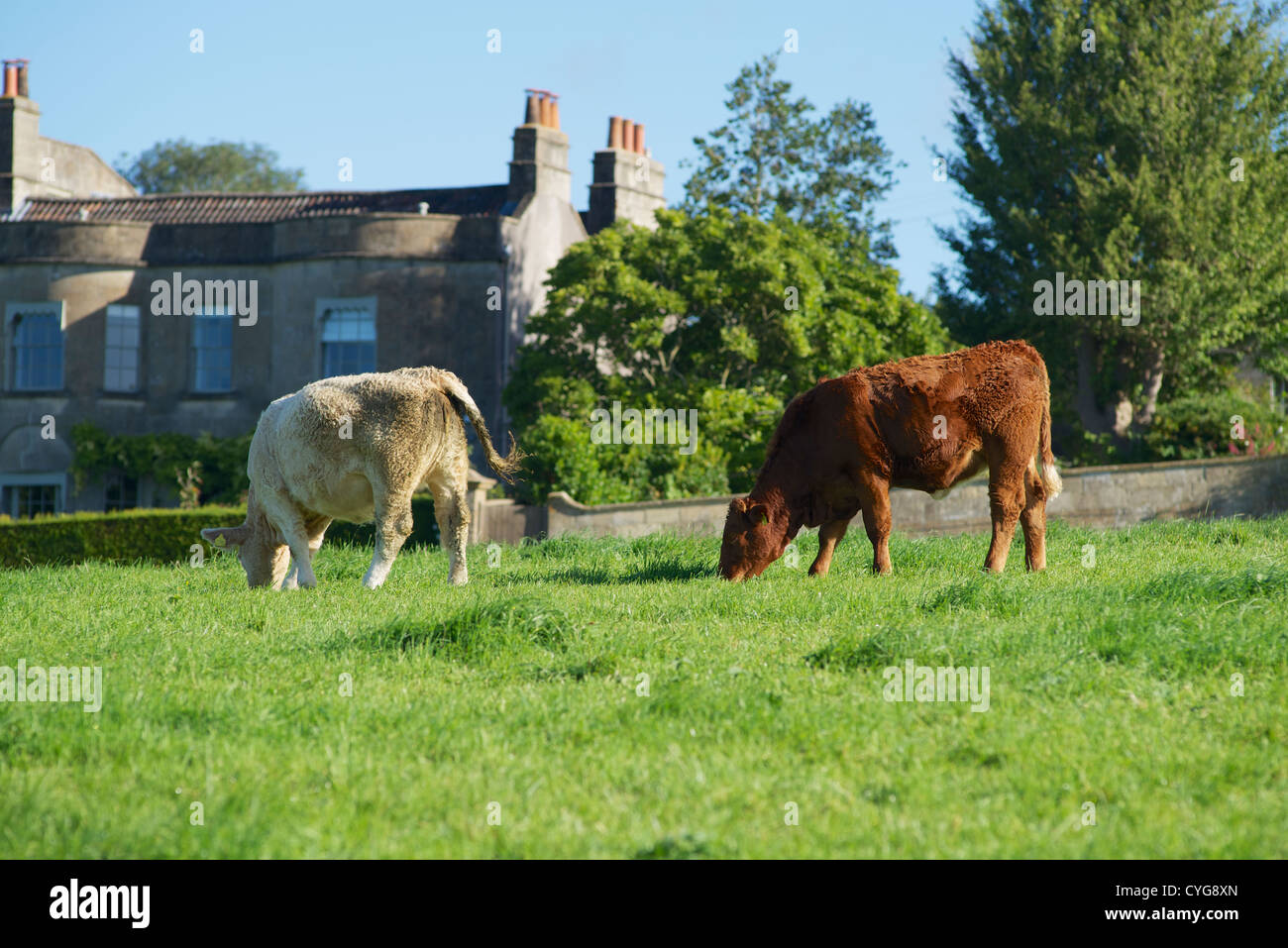 Hill cows hi-res stock photography and images - Alamy