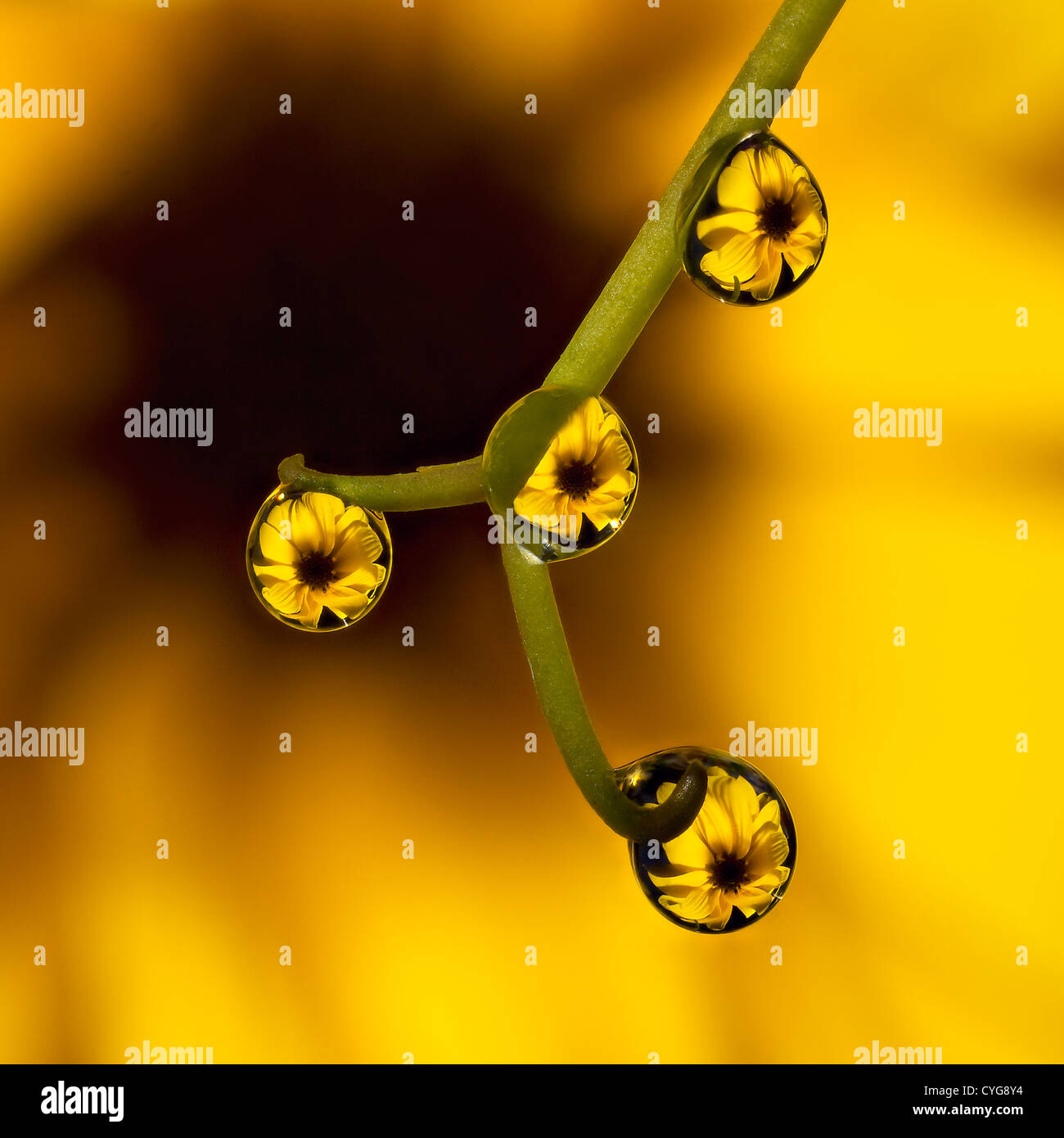 Dewdrop refraction hi-res stock photography and images - Alamy
