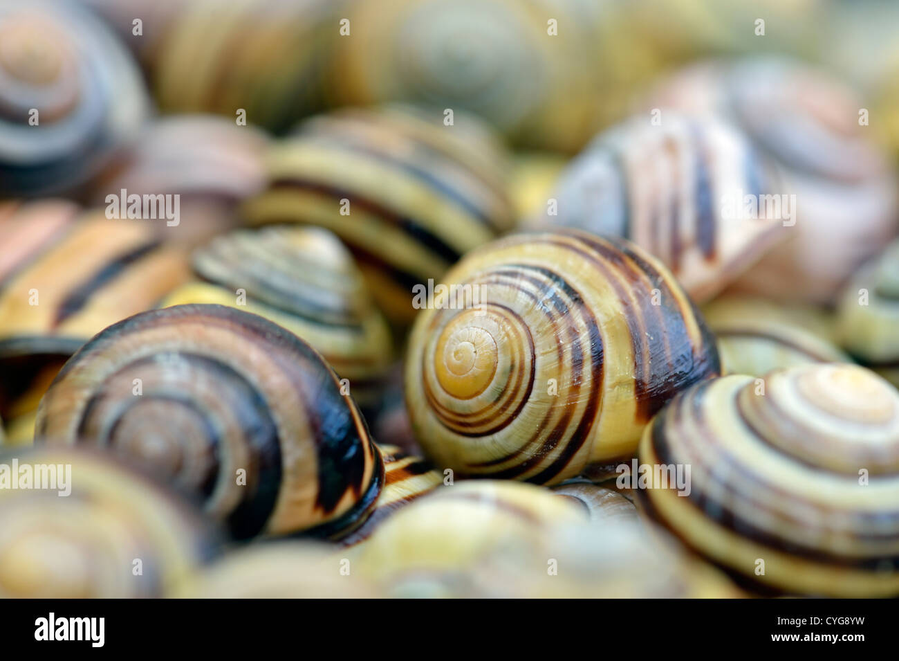 Brown-lipped / banded snails (Cepaea nemoralis Stock Photo - Alamy