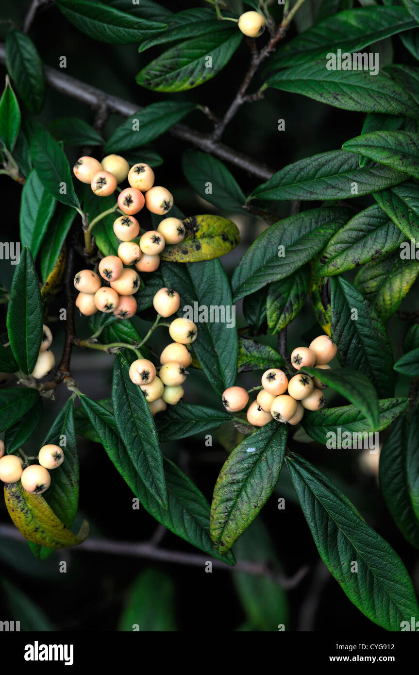 cotoneaster x watereri pink champagne autumn autumnal closeup yellow ...