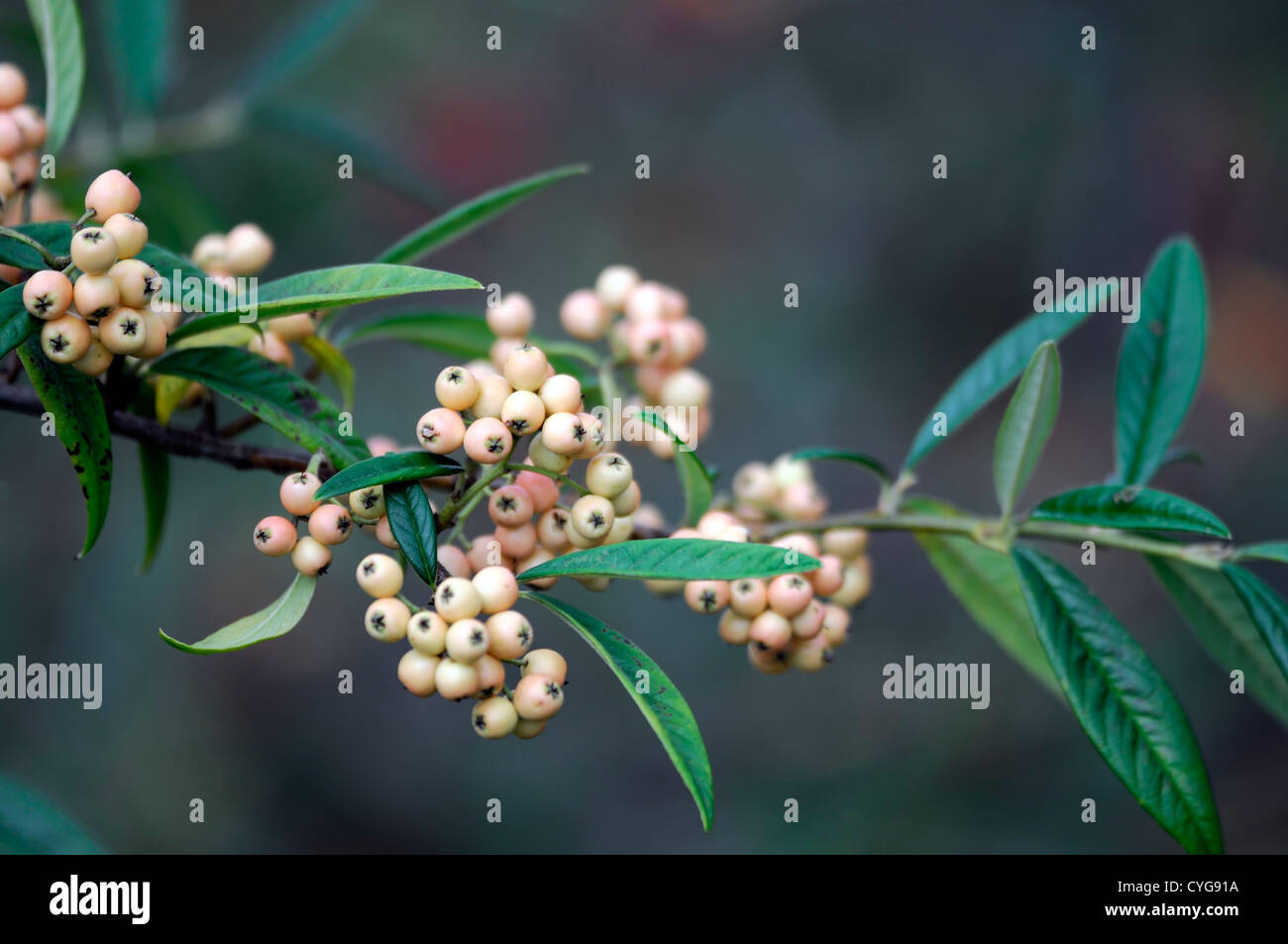 cotoneaster x watereri pink champagne autumn autumnal closeup yellow ...