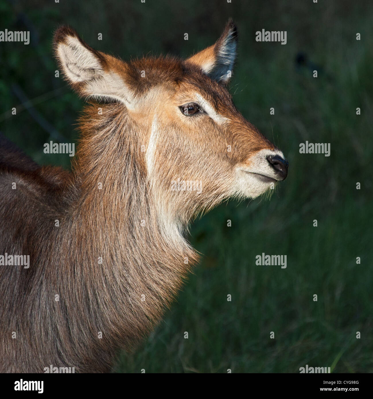 Waterbuck Head High Resolution Stock Photography and Images - Alamy