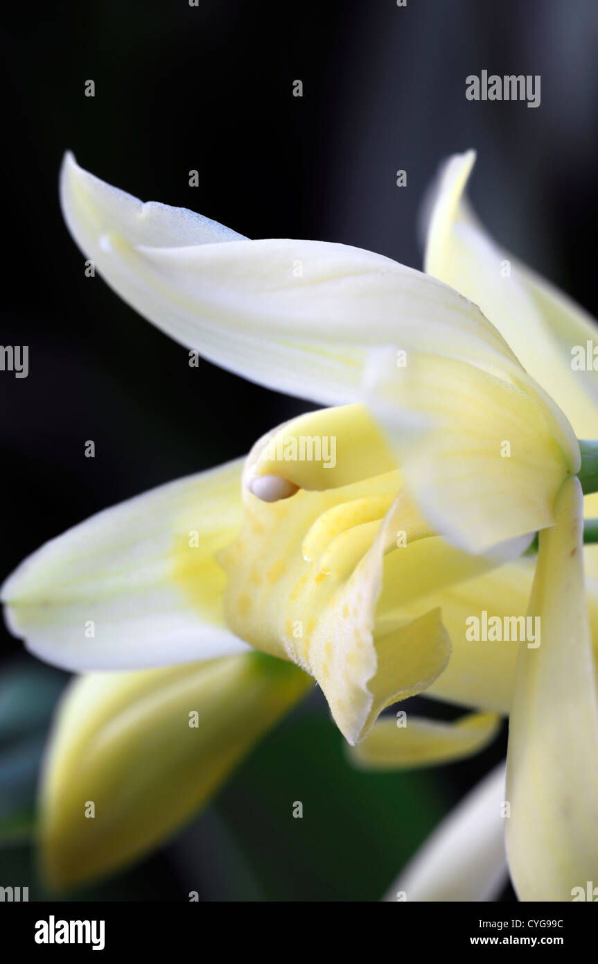 Cymbidium golden elf yellow Orchid flowers exotic asian flower blooming ...