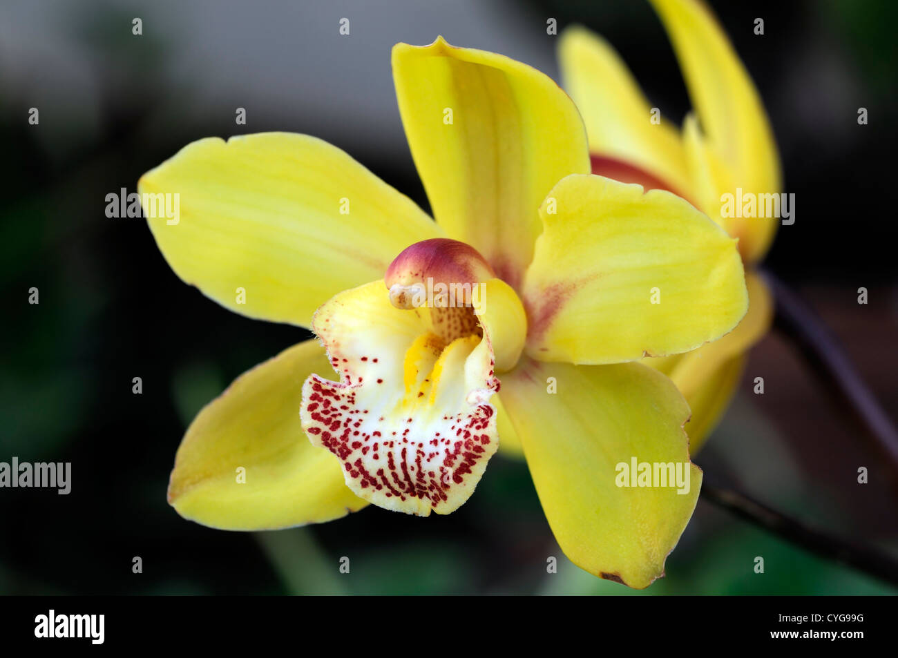 Cymbidium Hybrid pink red yellow Orchid flowers exotic asian flower ...