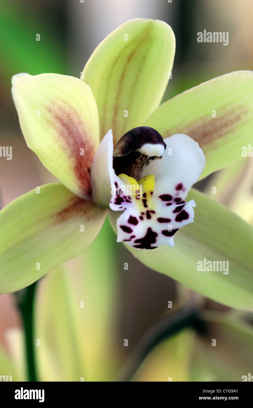 Cymbidium Hybrid pink red yellow Orchid flowers exotic asian flower ...