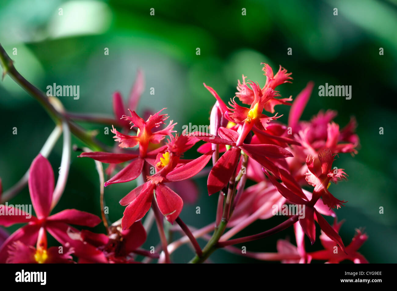 Epidendrum ibaguense star orchid crucifix orchid red flowers blooms ...
