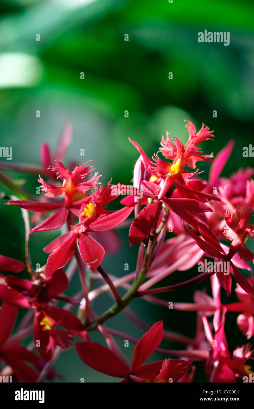Epidendrum ibaguense star orchid crucifix orchid red flowers blooms ...