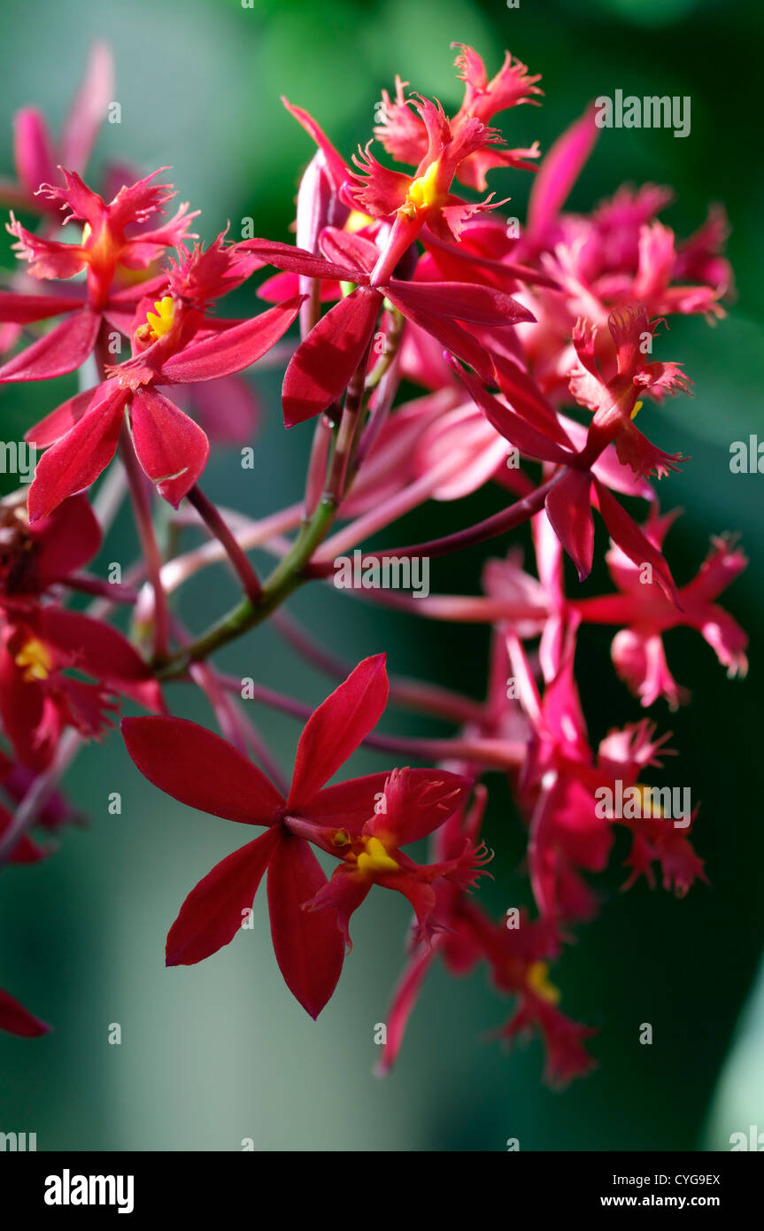 Epidendrum ibaguense star orchid crucifix orchid red flowers blooms ...