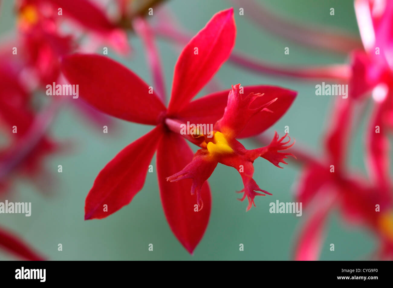 Epidendrum ibaguense star orchid crucifix orchid red flowers blooms ...