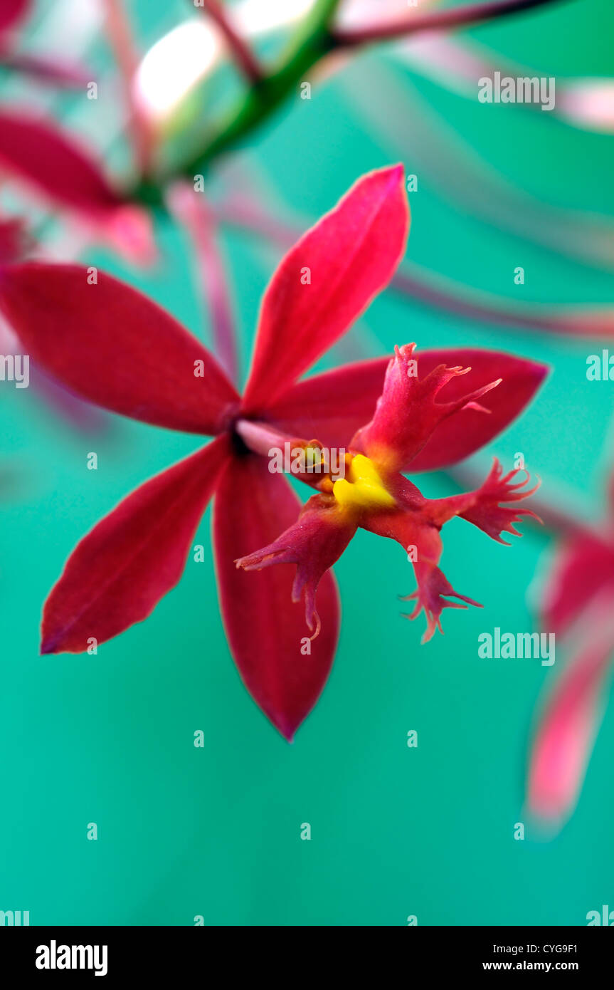 Epidendrum ibaguense star orchid crucifix orchid red flowers blooms ...