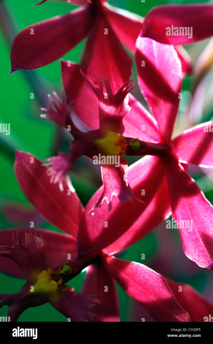 Epidendrum ibaguense star orchid crucifix orchid red flowers blooms ...