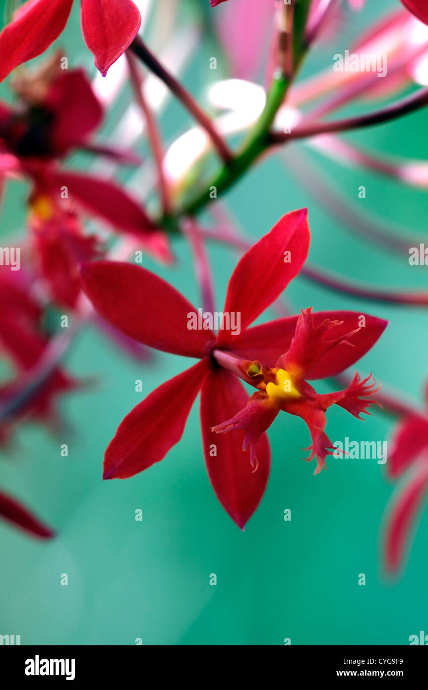 Epidendrum ibaguense star orchid crucifix orchid red flowers blooms ...