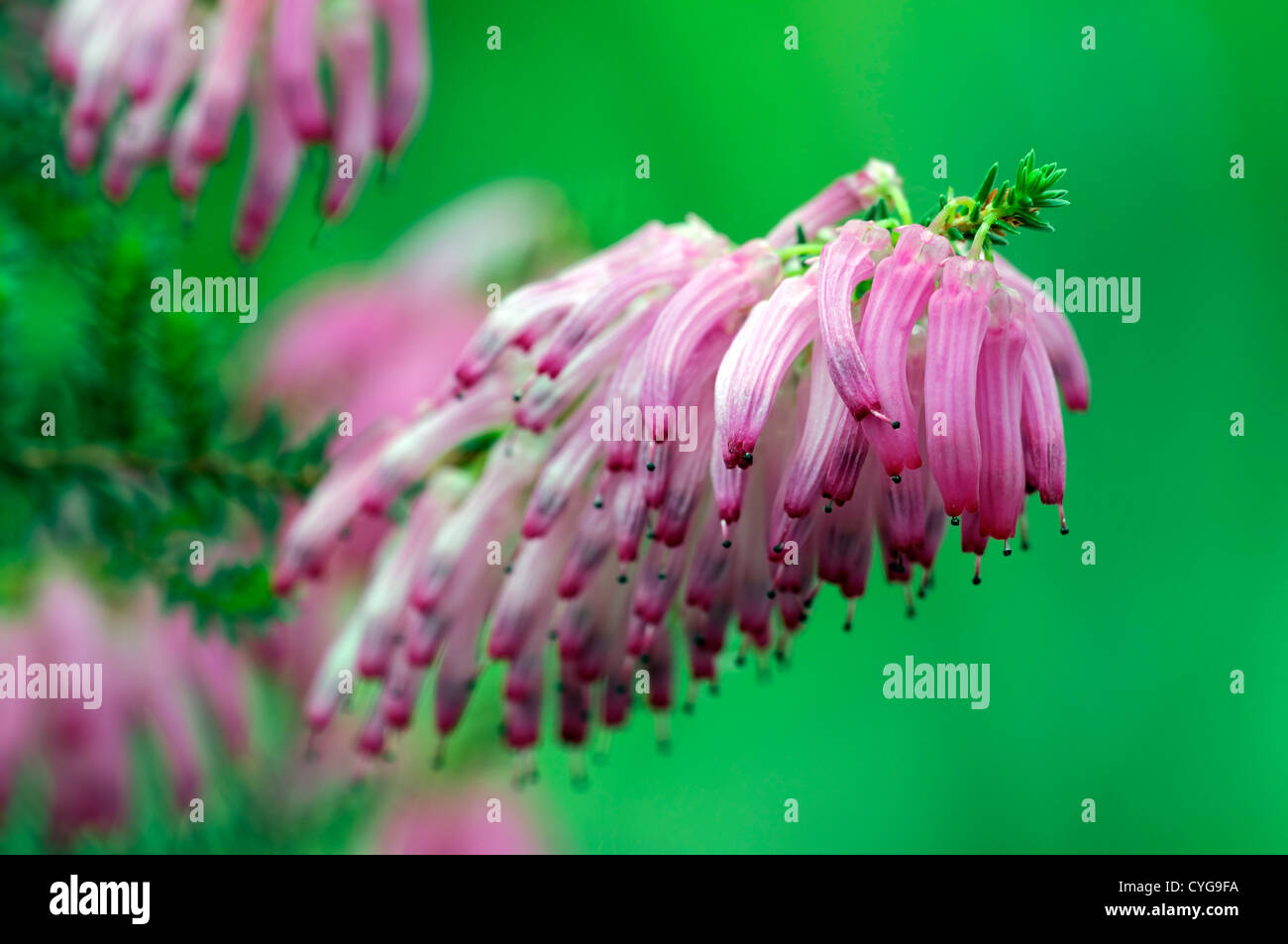Erica mammosa tender South African heather pink elongated long flowers ...
