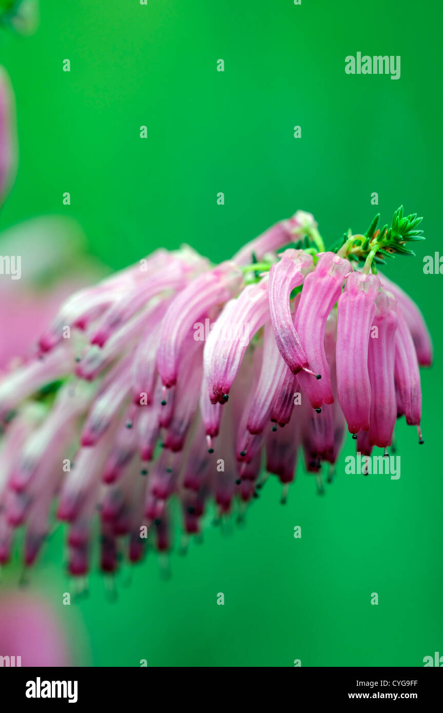 Erica mammosa tender South African heather pink elongated long flowers ...