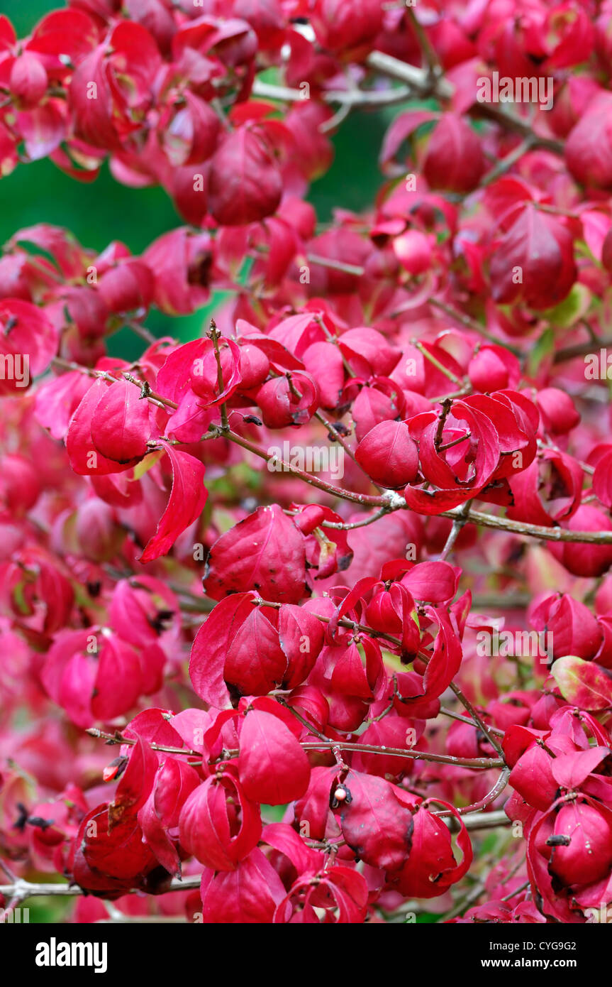 euonymus elatus red leaves foliage autumn autumnal closeup selective ...