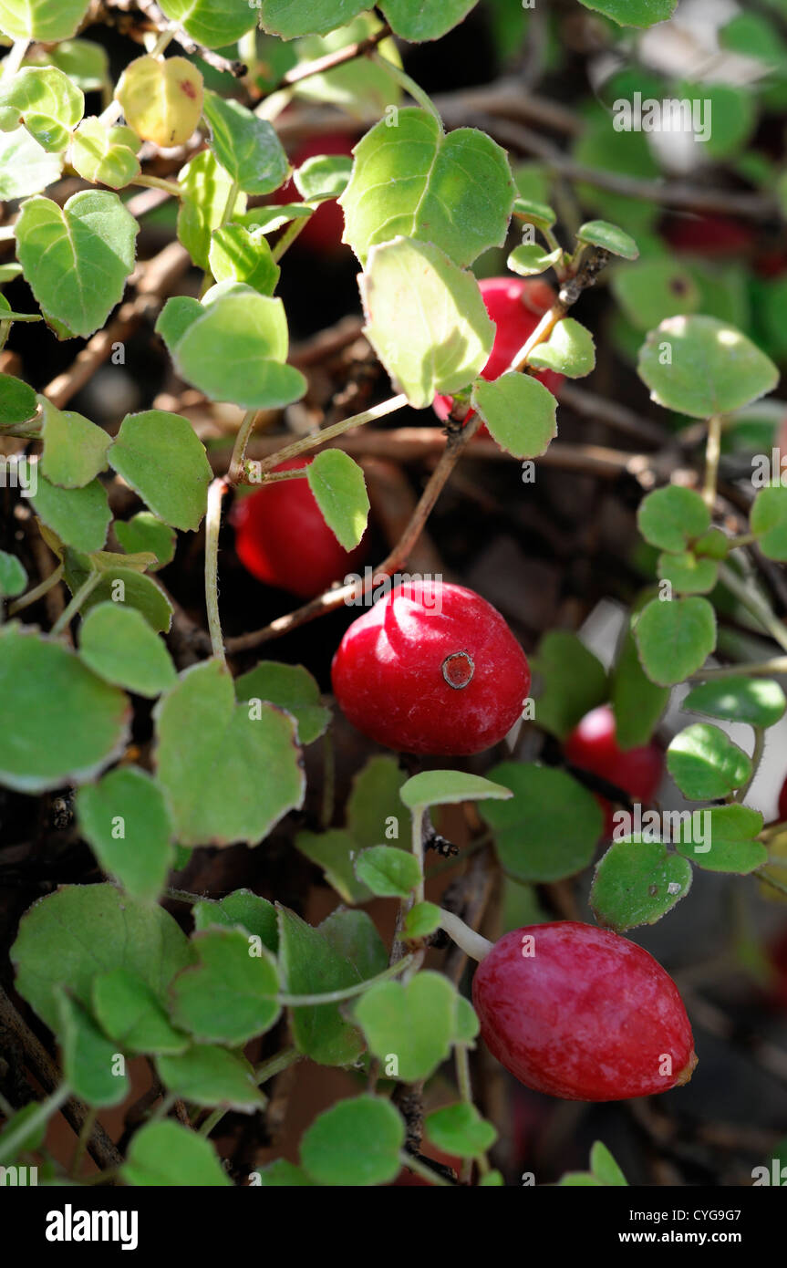 fuchsia procumbens bright red berries fruits autumn autumnal fall ...
