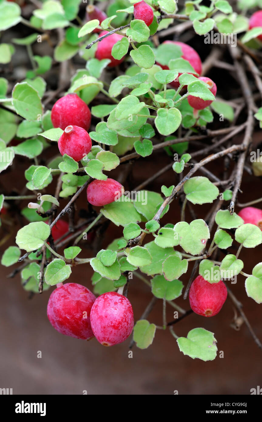 Fuchsia berry hi-res stock photography and images - Alamy