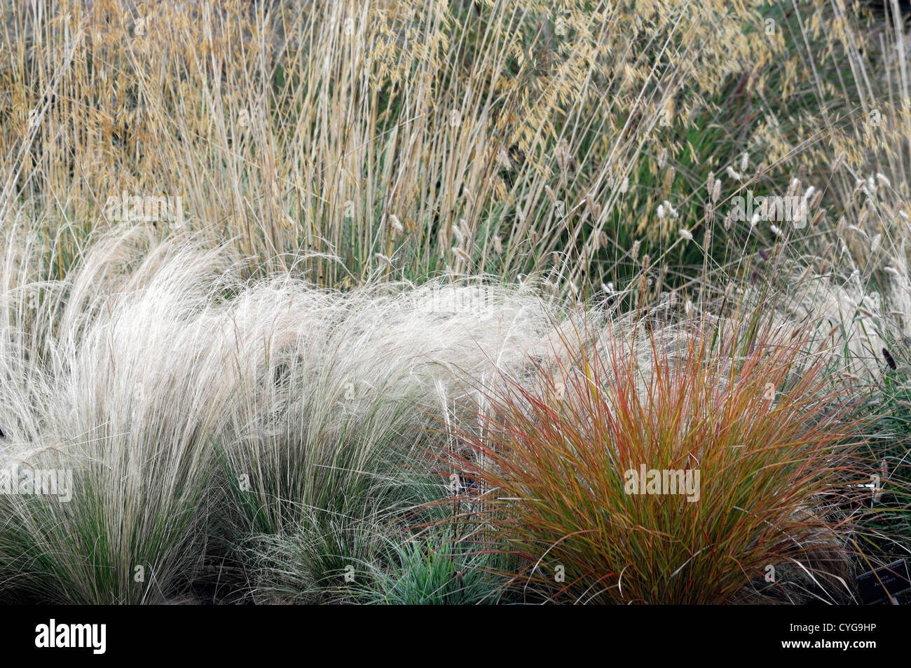 Grasses ornamental hi-res stock photography and images - Alamy