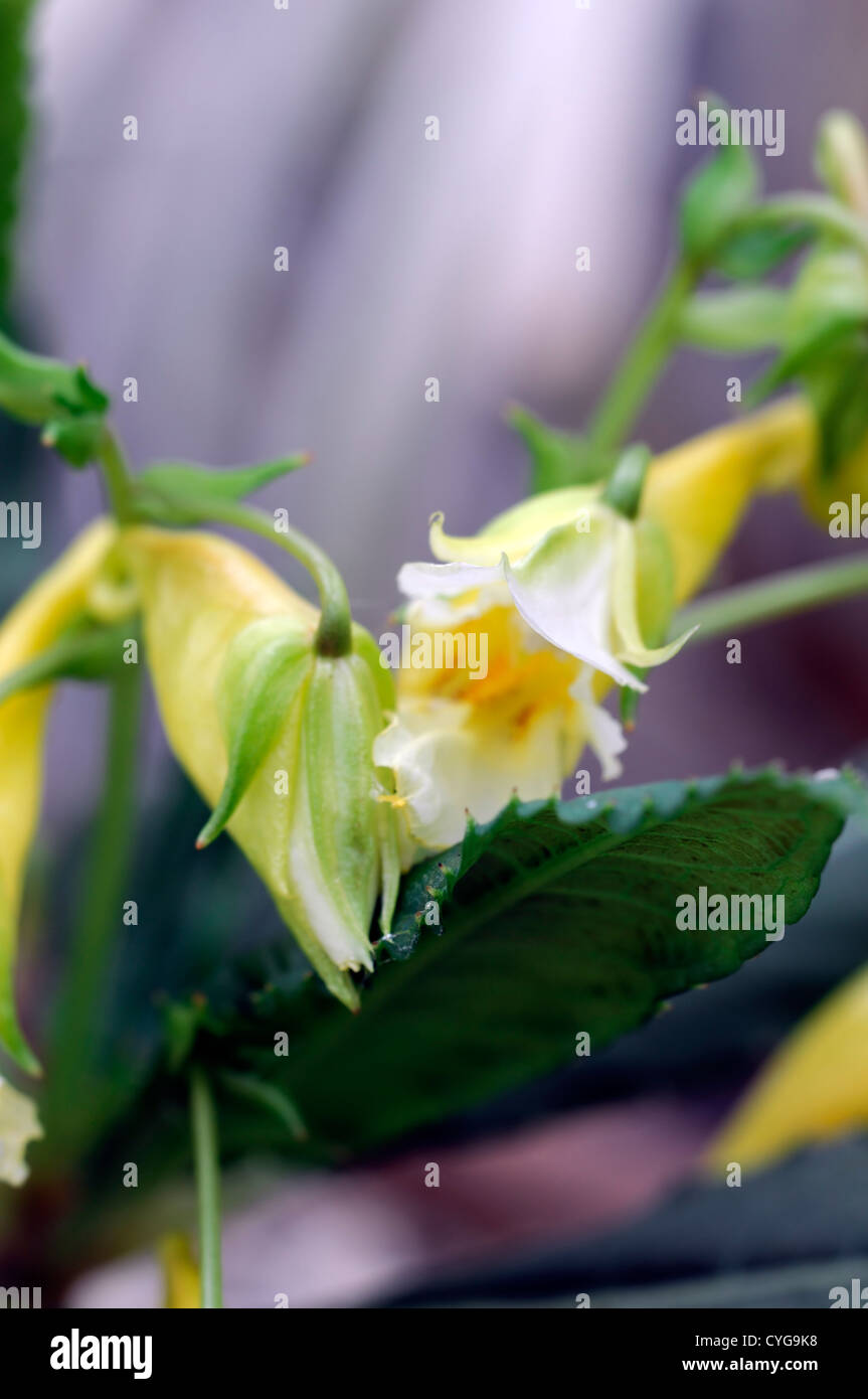 Impatiens omeiana busy lizzie yellow hi-res stock photography and ...