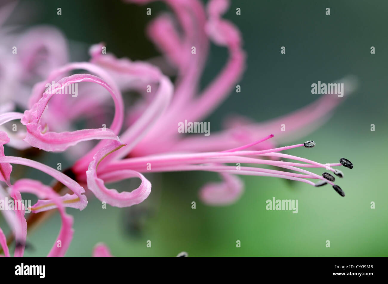 Nerines hi-res stock photography and images - Alamy