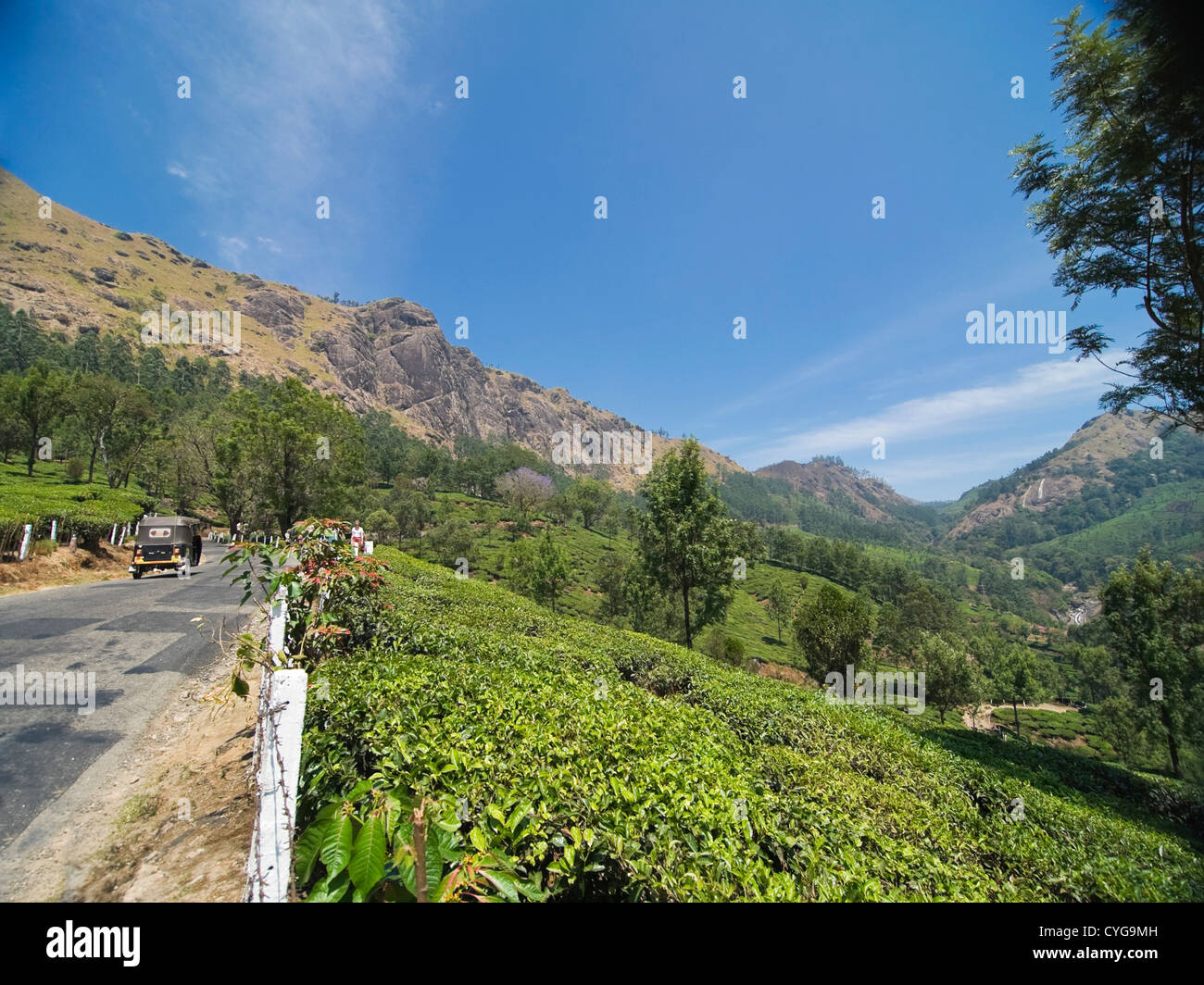 Horizontal view of the stunning landscape of tea plantations near ...
