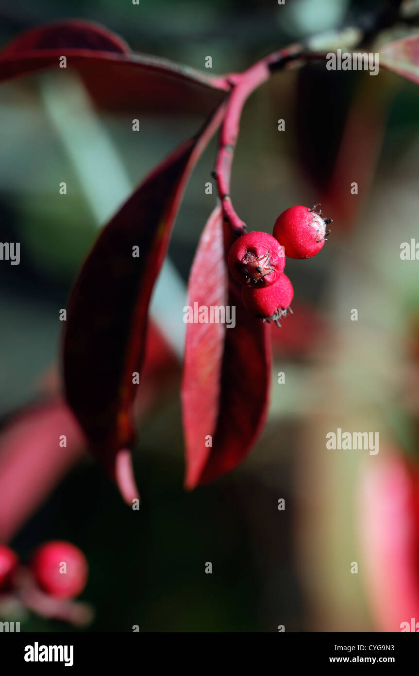 photinia davidiana autumn colours colors colourful colorful pink red ...