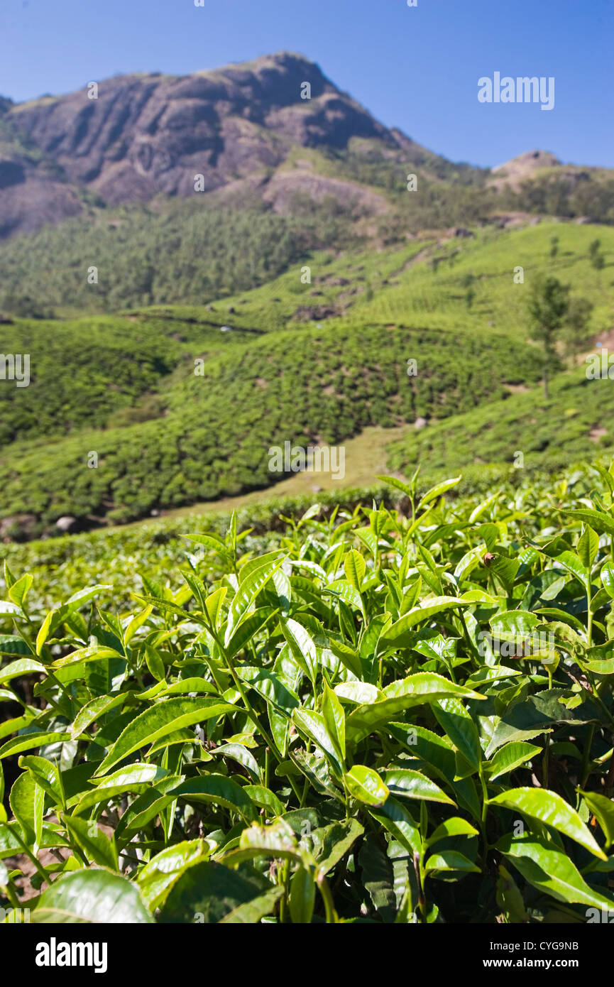 Vertical view of the stunning tea plantation landscape in the high ...