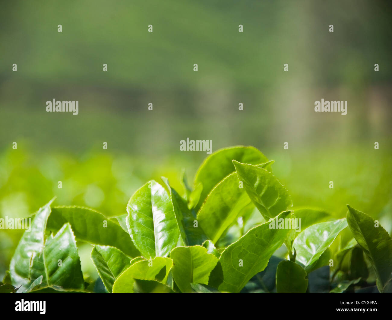 Horizontal close up of healthy green tea leaves growing on a bush at a ...