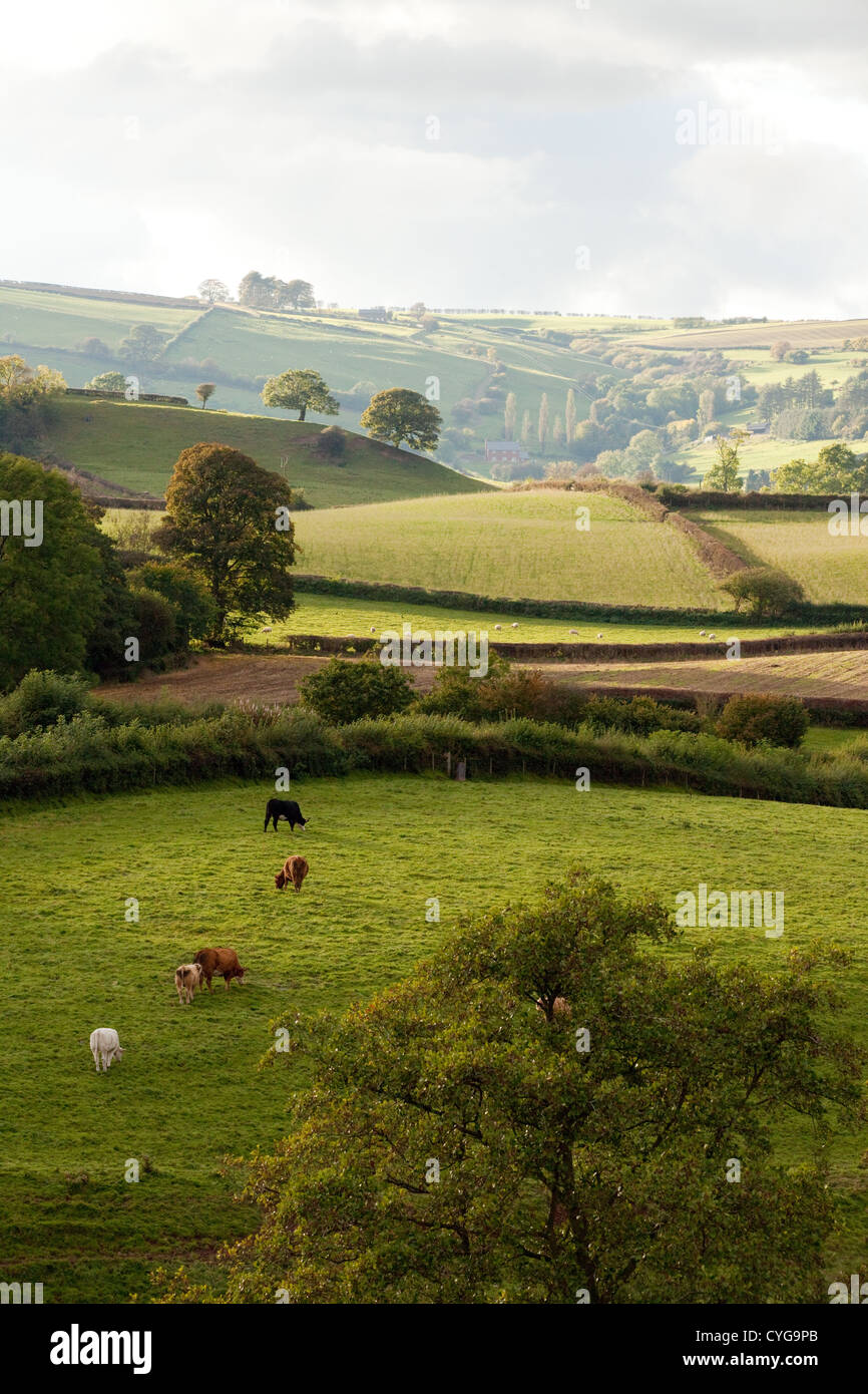 English fields hi-res stock photography and images - Alamy