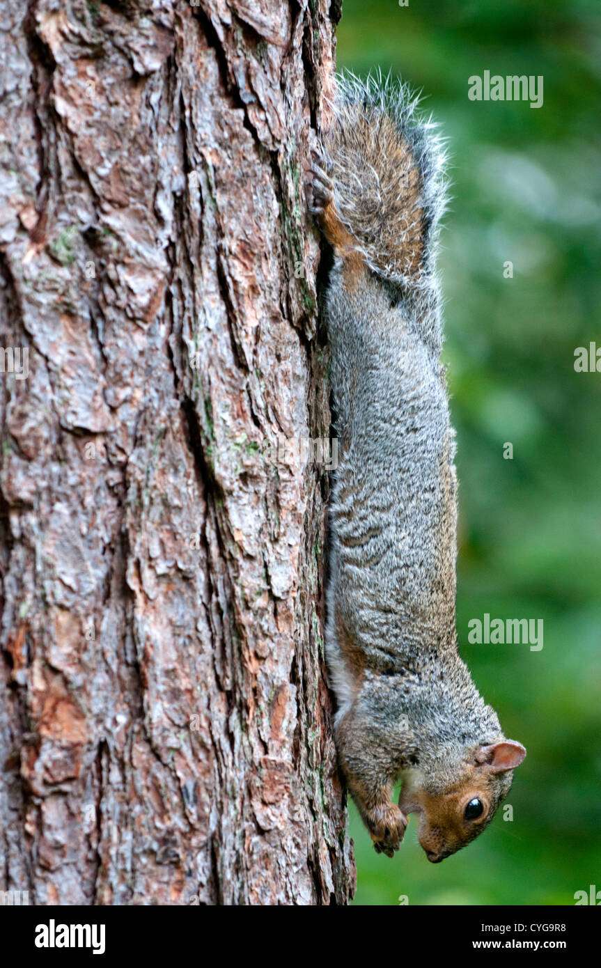 Grey squirrel tree hi-res stock photography and images - Alamy