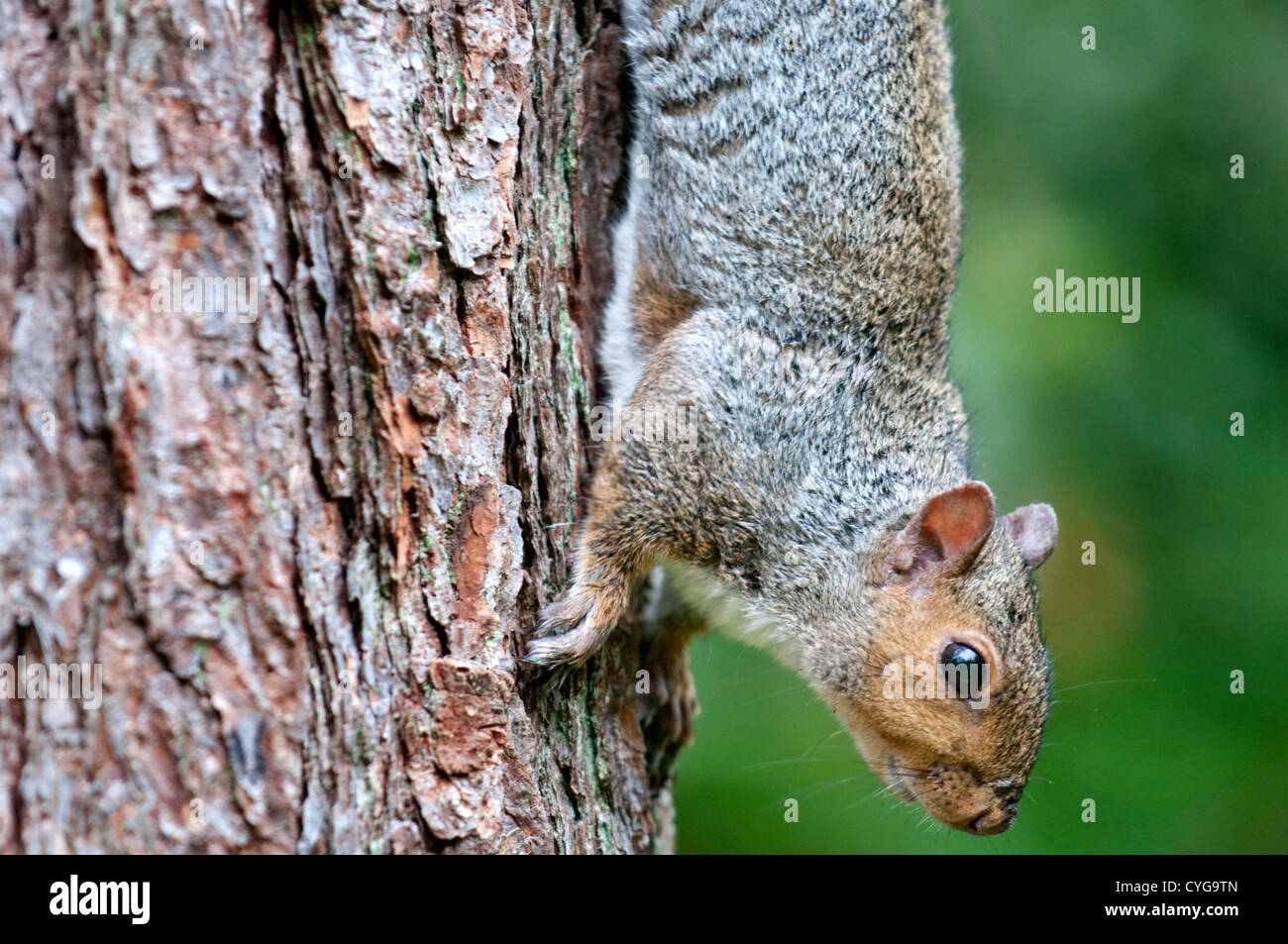 Grey squirrel tree hi-res stock photography and images - Alamy