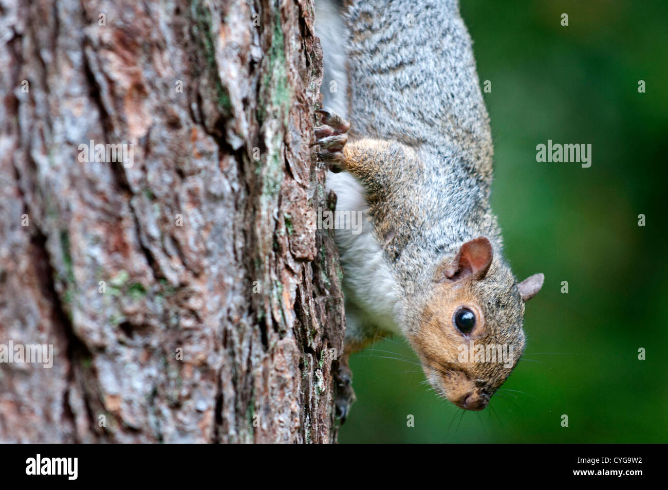 Grey squirrel tree hi-res stock photography and images - Alamy
