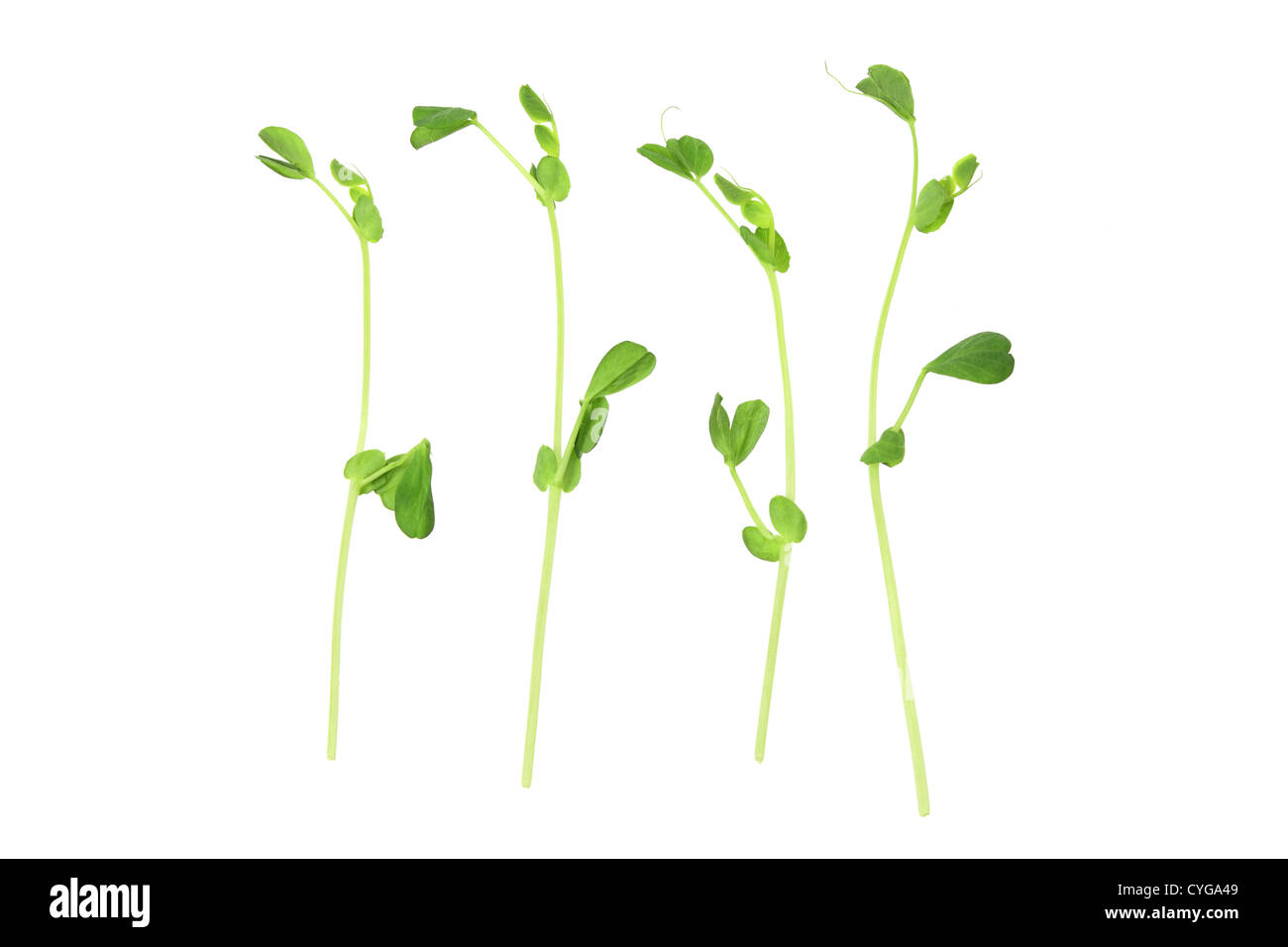 Snow Pea Sprouts Stock Photo - Alamy