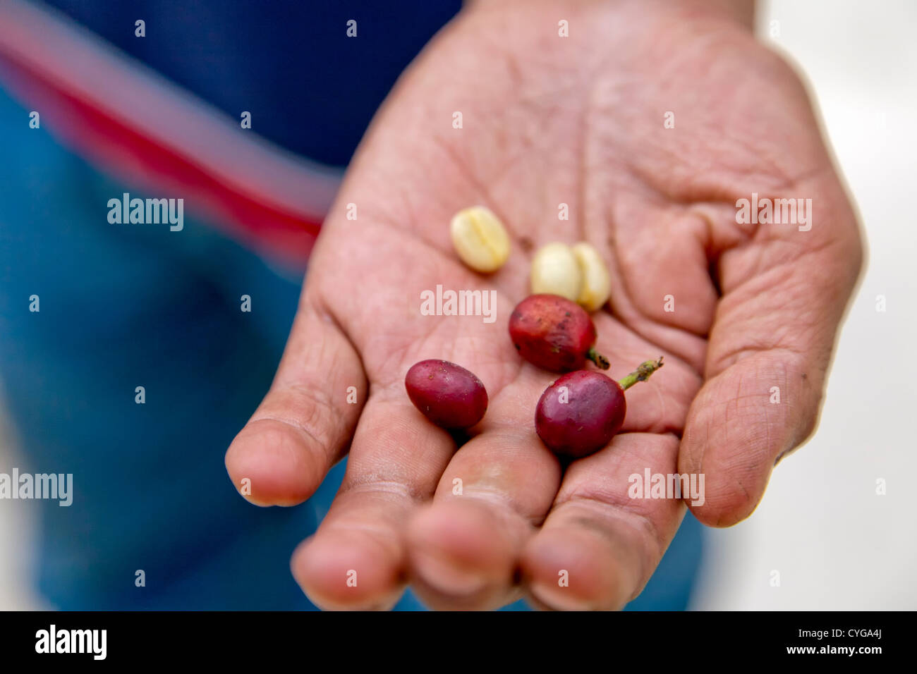Ripe coffee beans in Lake Atitlan, Guatemala Stock Photo - Alamy