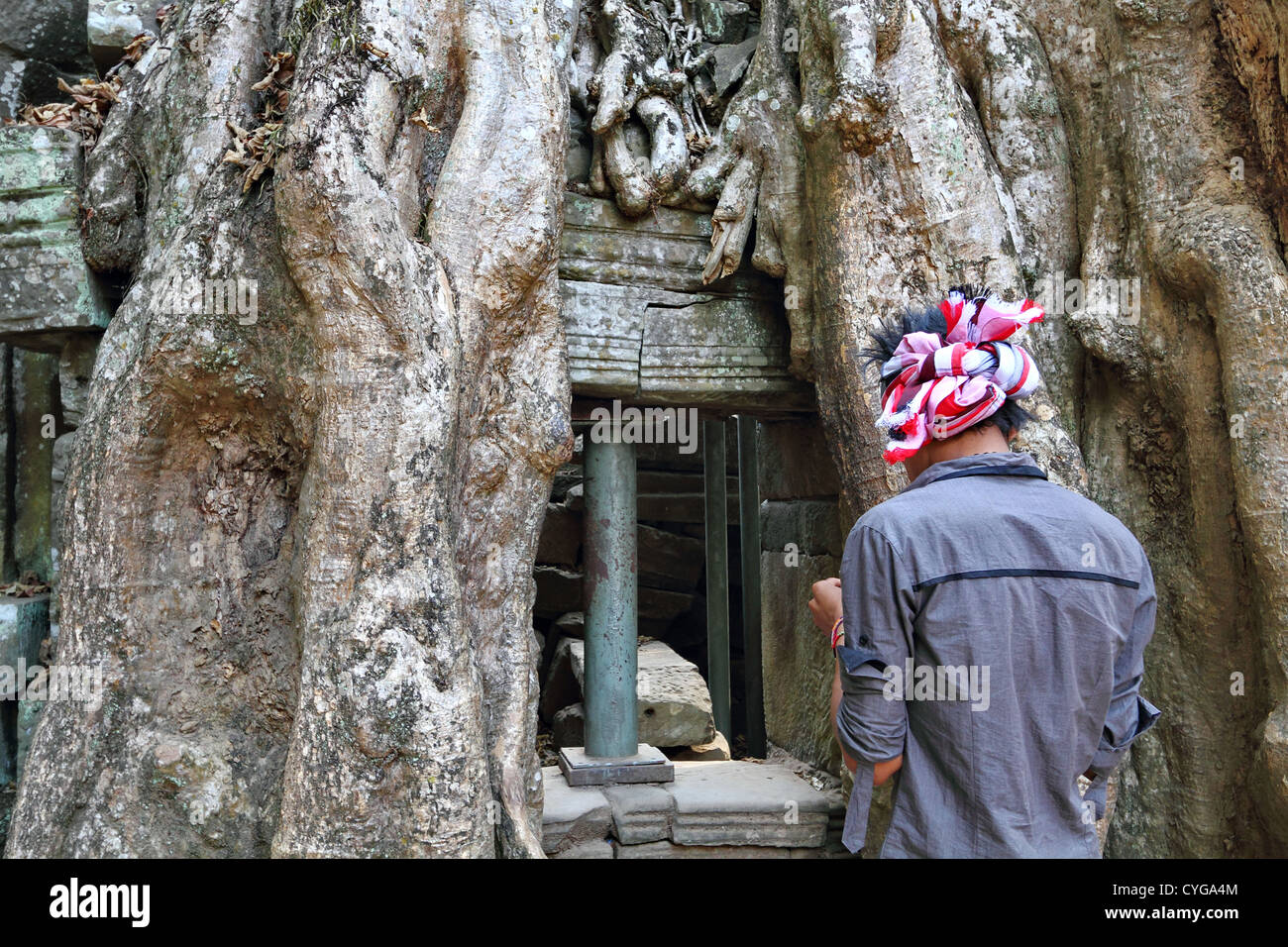 Roots of a Giant Tree overgrowing the Temple Ta Phrom in the Angkor ...