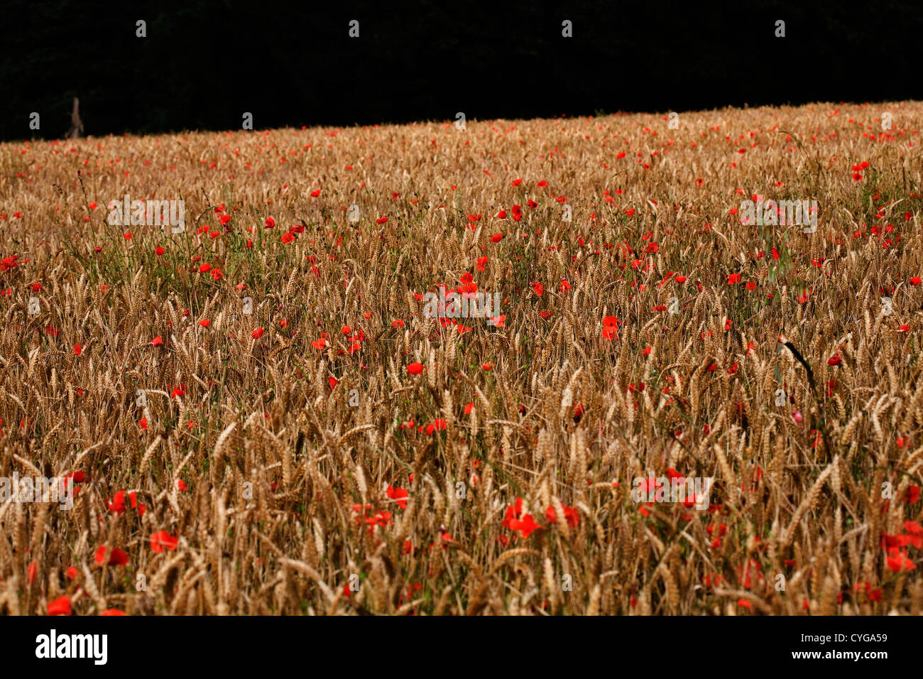 Poppies in a cornfield amongst ripening wheat near Pocklington ...