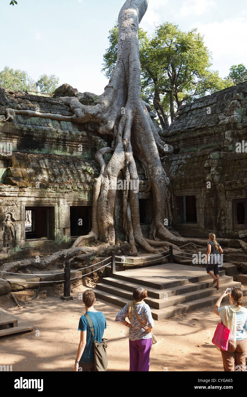 Roots of a Giant Tree overgrowing the Temple Ta Phrom in the Angkor ...