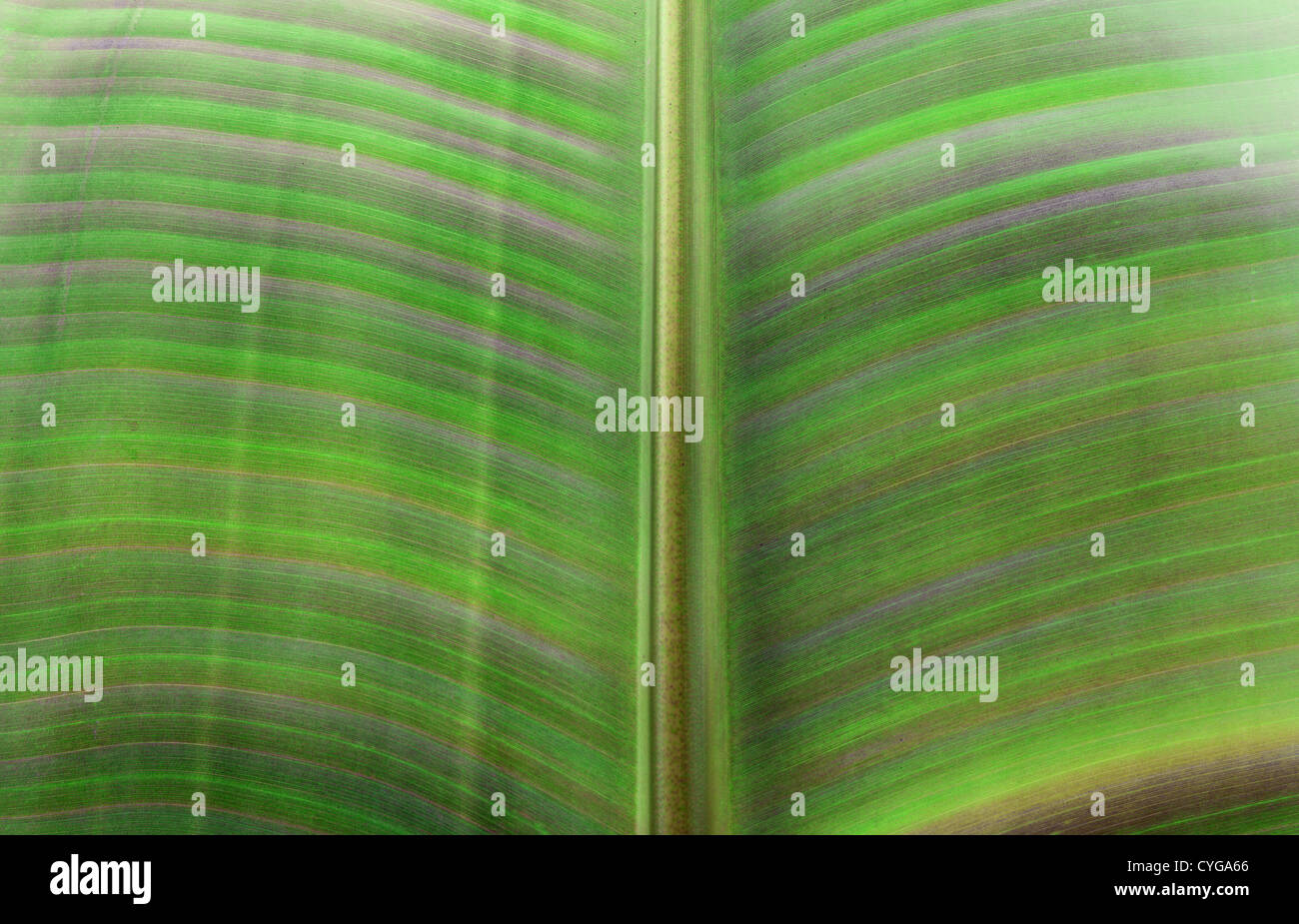Palm Leaf Stock Photo Alamy palm-leaf-stock-photo-alamy