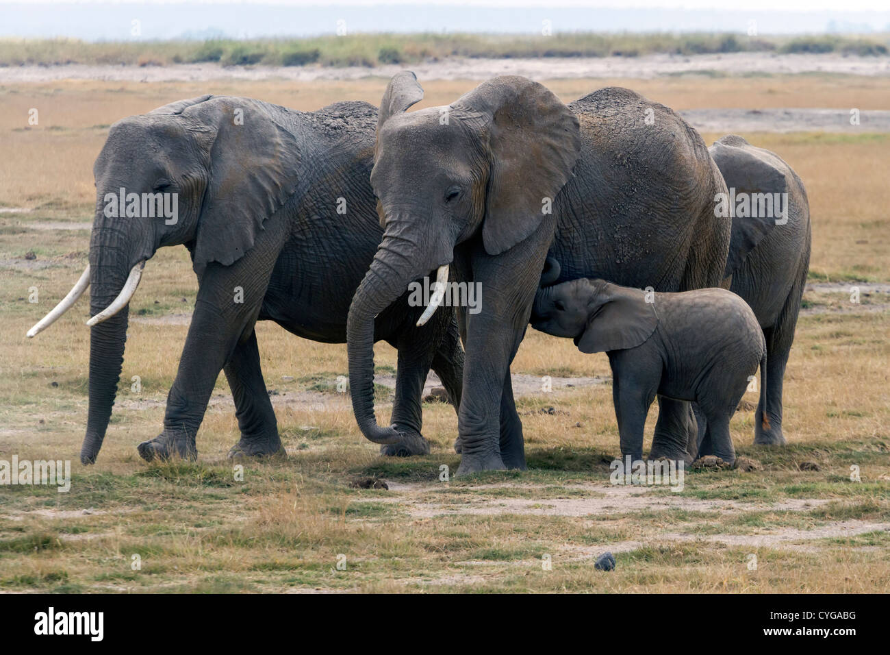 Elephant family hi-res stock photography and images - Alamy