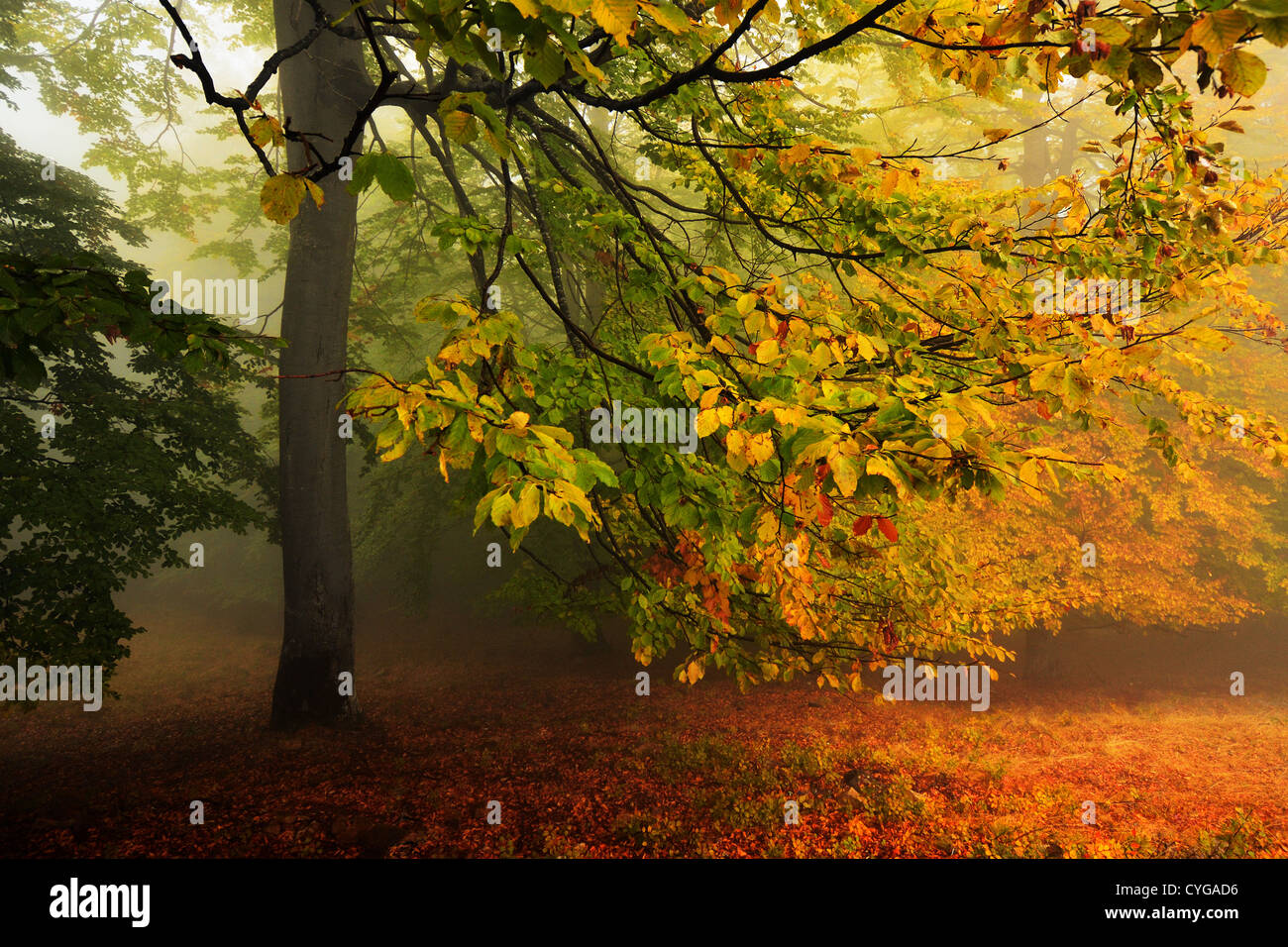 Mist and forest hi-res stock photography and images - Alamy