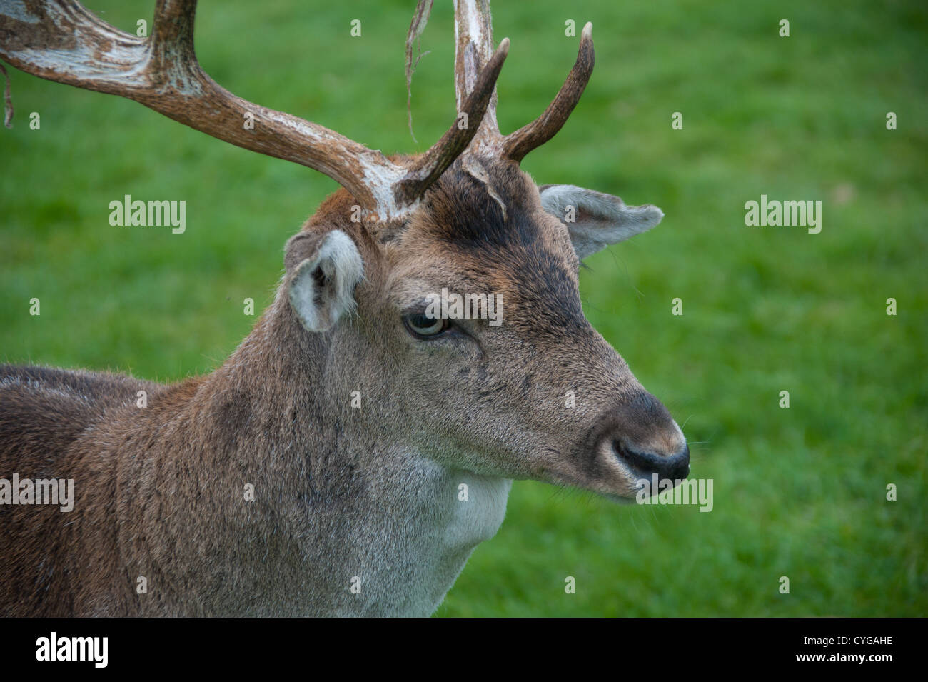 Native british animal hi-res stock photography and images - Alamy
