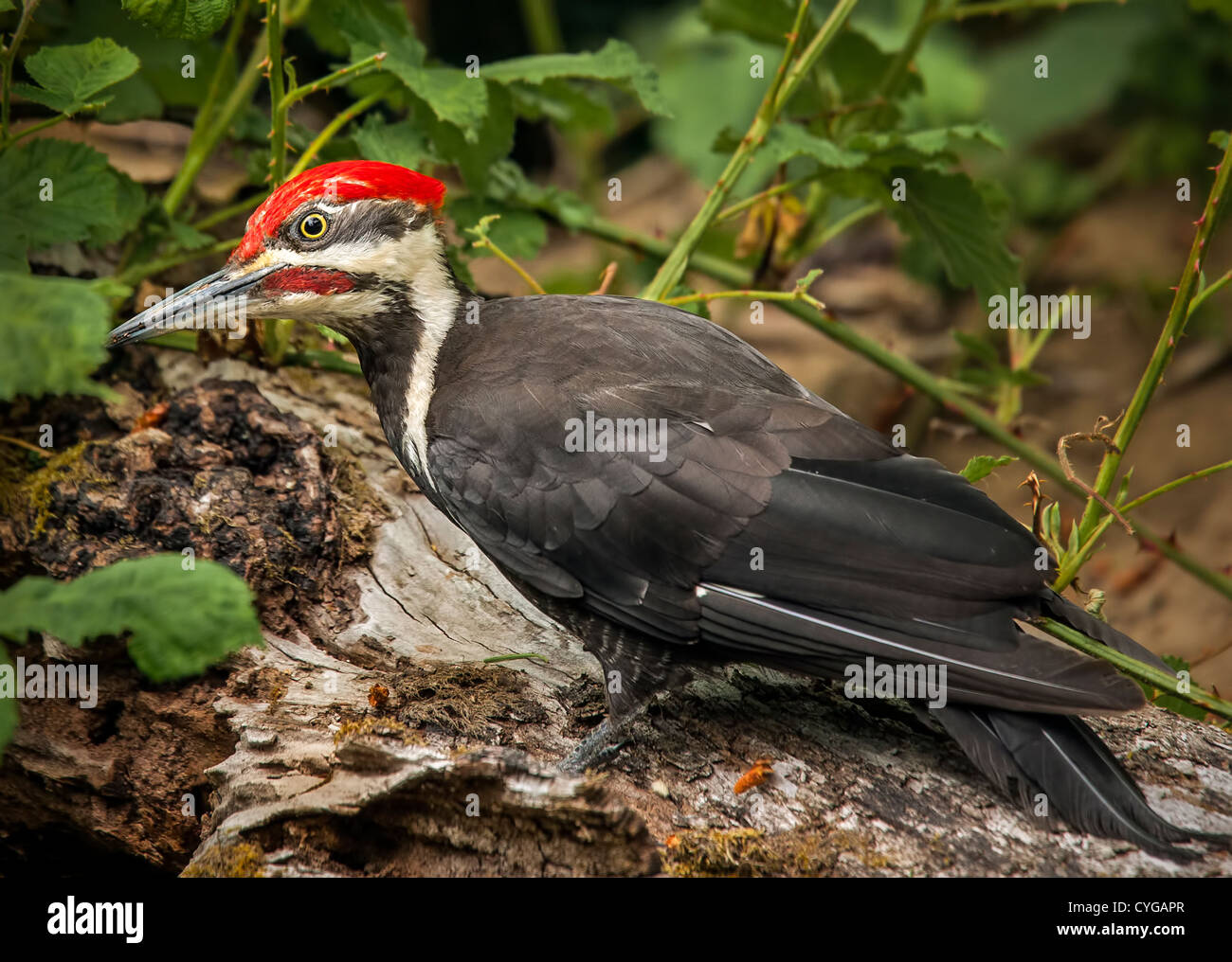Discovery park seattle bird hi-res stock photography and images - Alamy