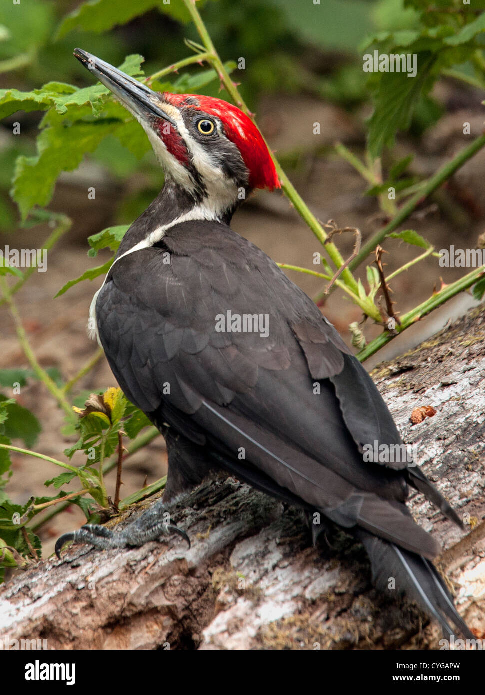The pileated woodpecker hi-res stock photography and images - Alamy