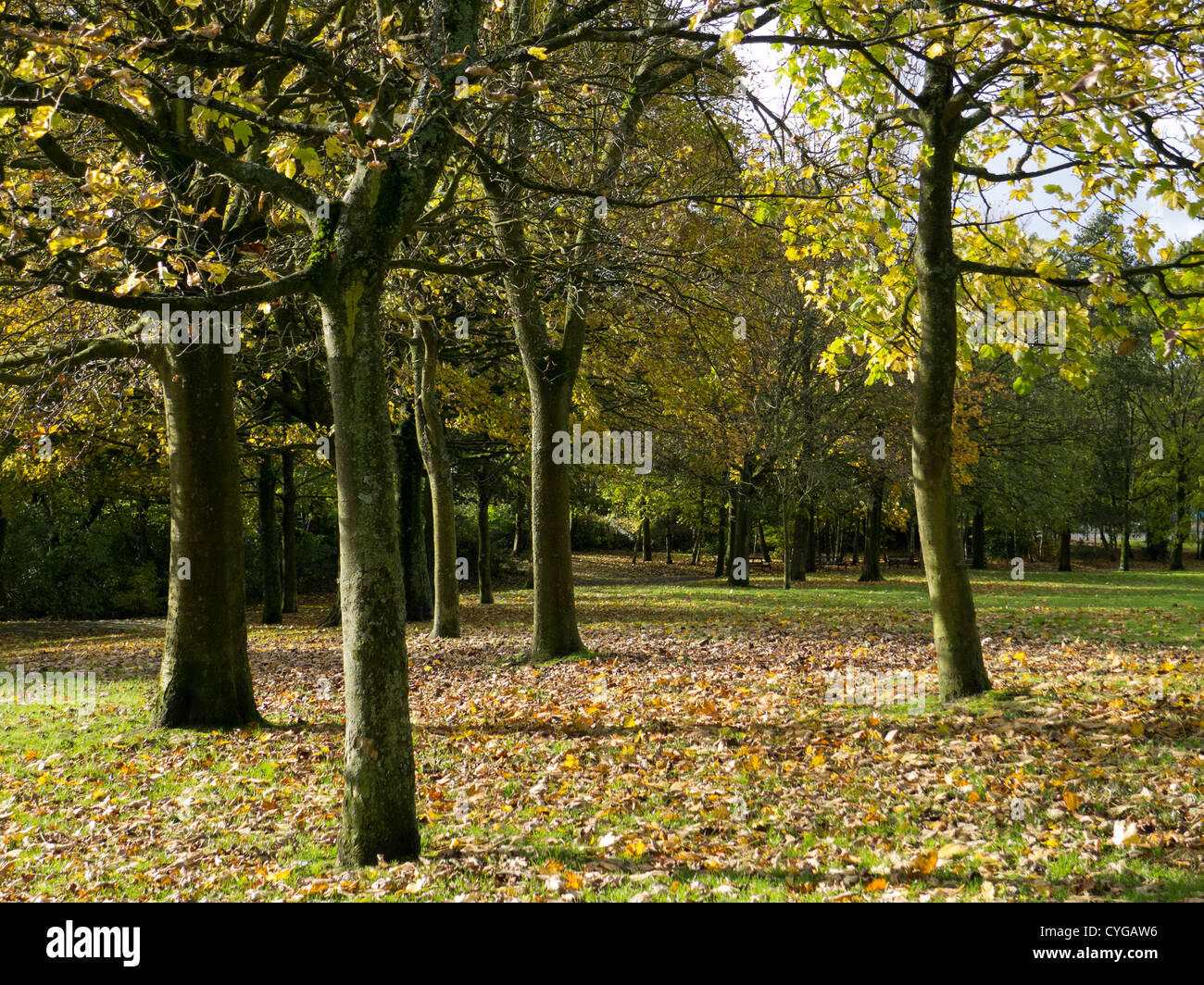 Autumn trees in Werneth Park, Oldham, Lancashire Stock Photo - Alamy