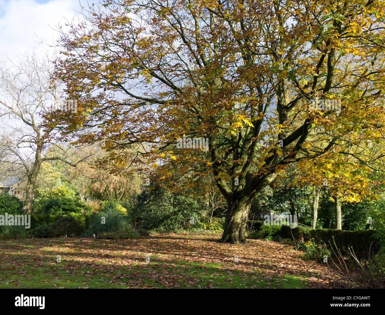Autumn trees in Werneth Park, Oldham, Lancashire Stock Photo - Alamy