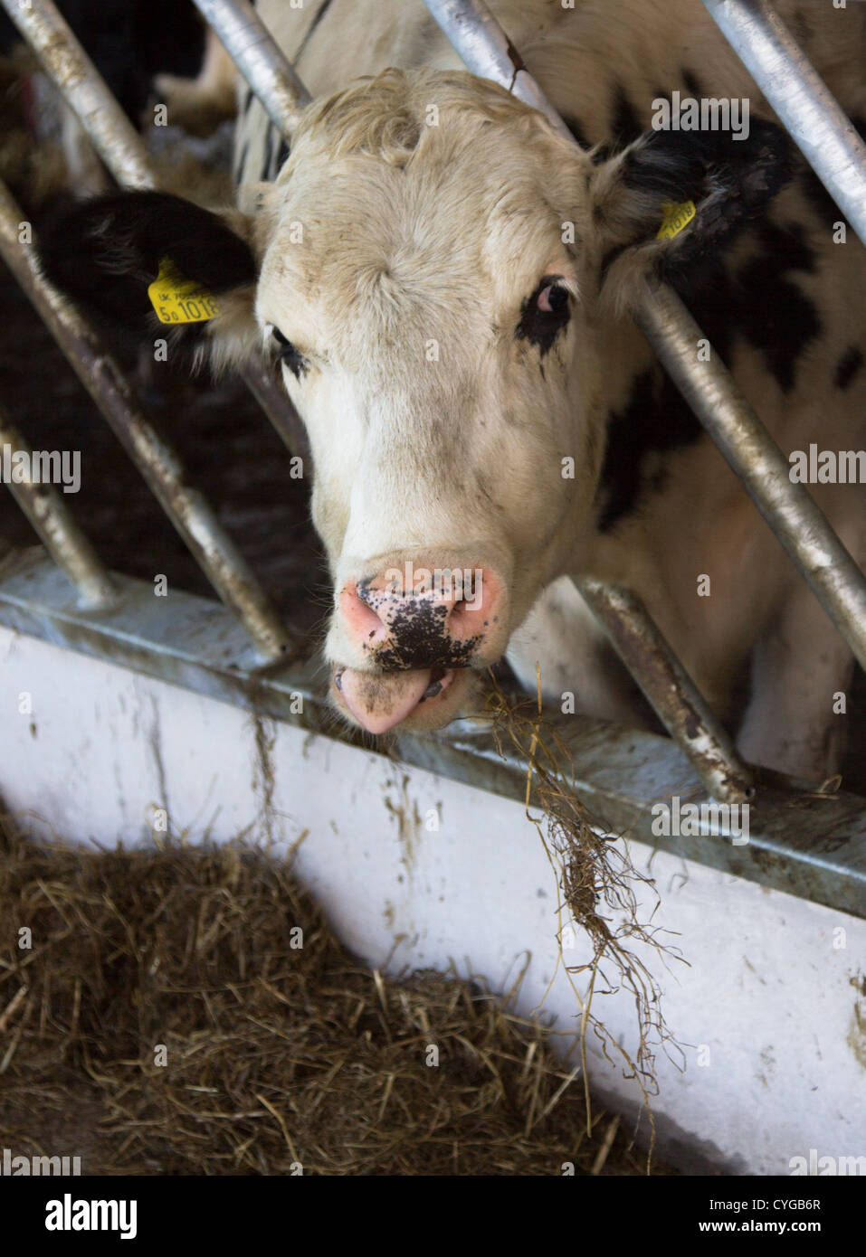 Cattle feeding on silage Stock Photo - Alamy