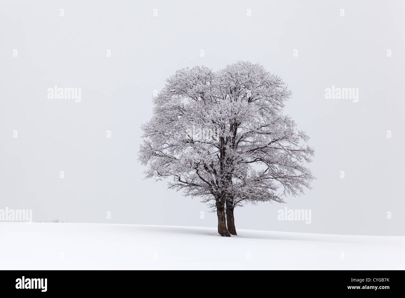 Trees in winter landscape full of snow in low sunlight Stock Photo - Alamy