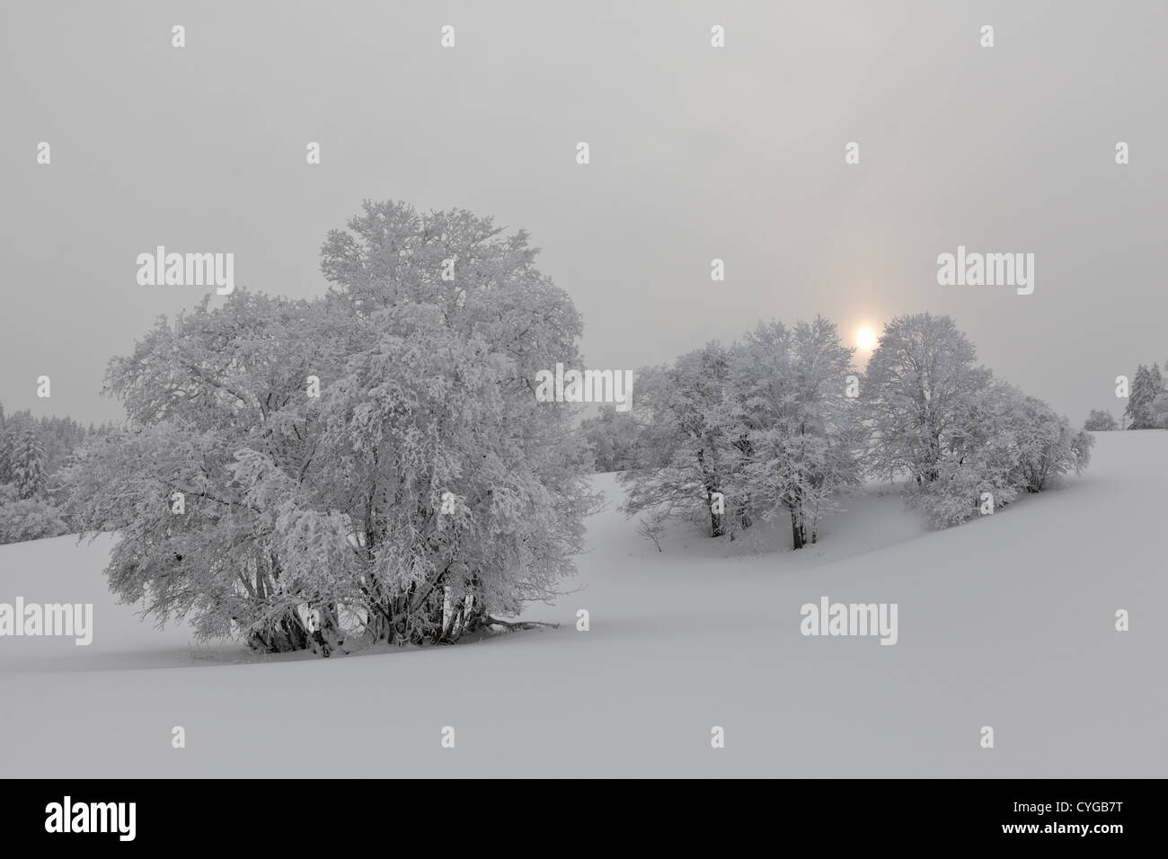 A couple of trees in snowy hilly winter landscape in the dawn with low ...