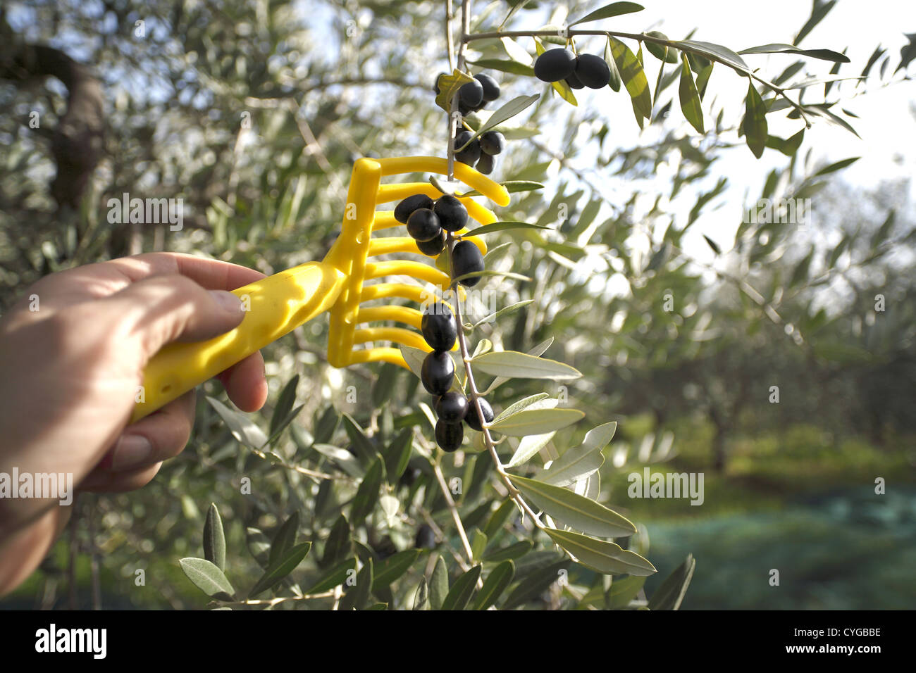 Olives being harvested using a comb in the Abruzzo region of Italy ...